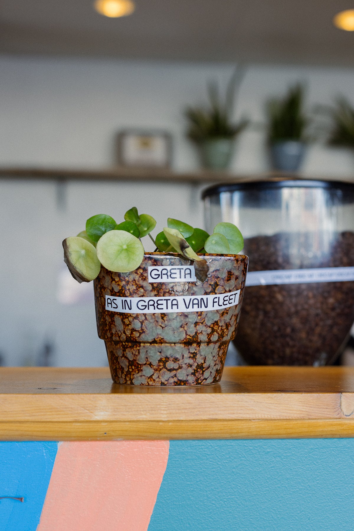 Piñon Coffee House 528 – New Mexico Piñon Coffee